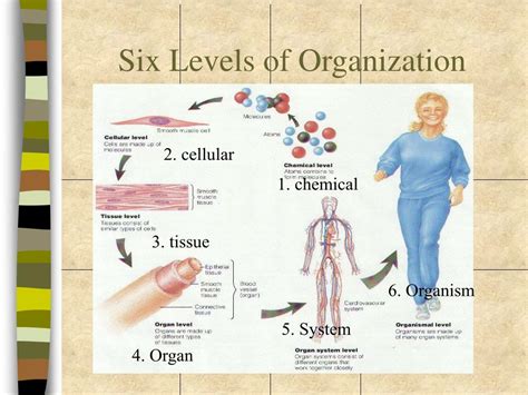 Diagram Of The Levels Of Organization