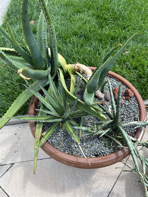 10 Types Of Spiky Succulents Find Your Plant Here Smart Plants