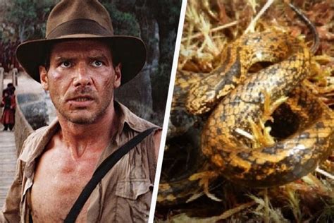 Harrison Ford por qué una serpiente peruana lleva su nombre