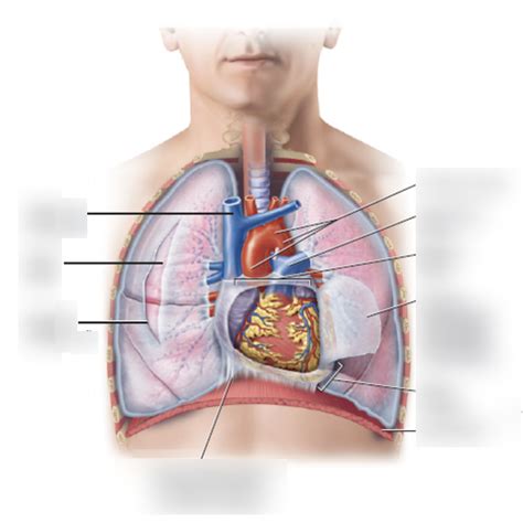 Thoracic Cavity Anterior Diagram Quizlet