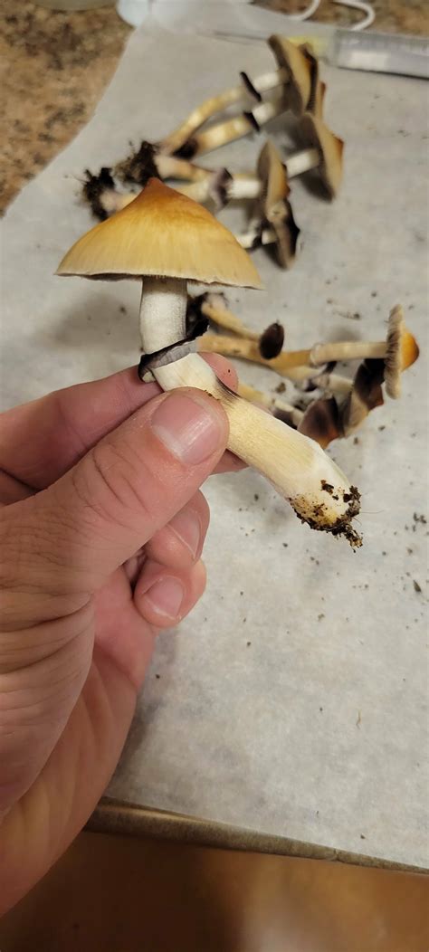 Clone Candidate Mushroom Cultivation Shroomery Message Board