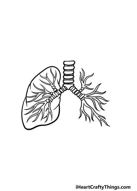 How To Draw A Real Lungs
