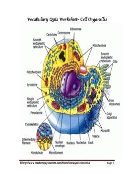 Cell Organelles Vocabulary Quiz Worksheet By LiteracySolutionLinks