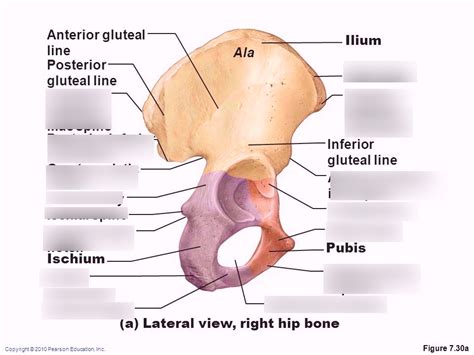 Distal Pelvic Limb Lateral View Diagram Quizlet The Best Porn Website