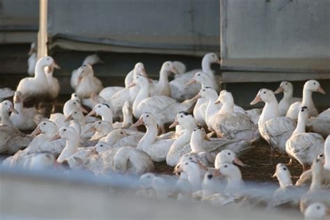 Influenza Aviaire La France Place Son Territoire En Niveau De Risque