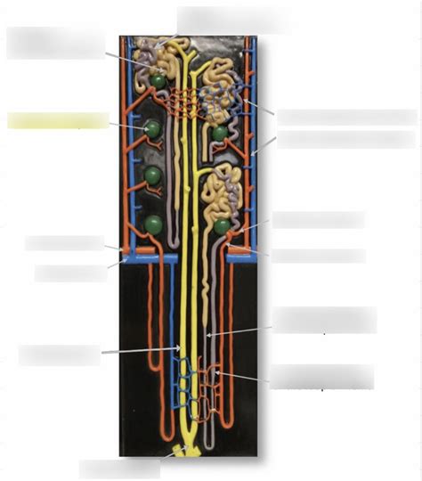 Lab 9 Urinary System Nephron Diagram Quizlet
