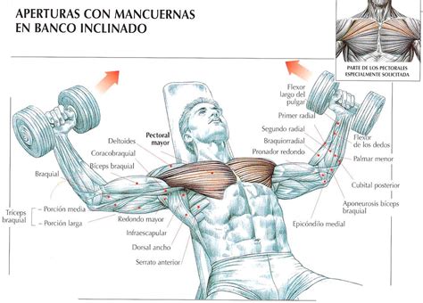 Entrenamiento pecho guía con ejercicios de pectorales