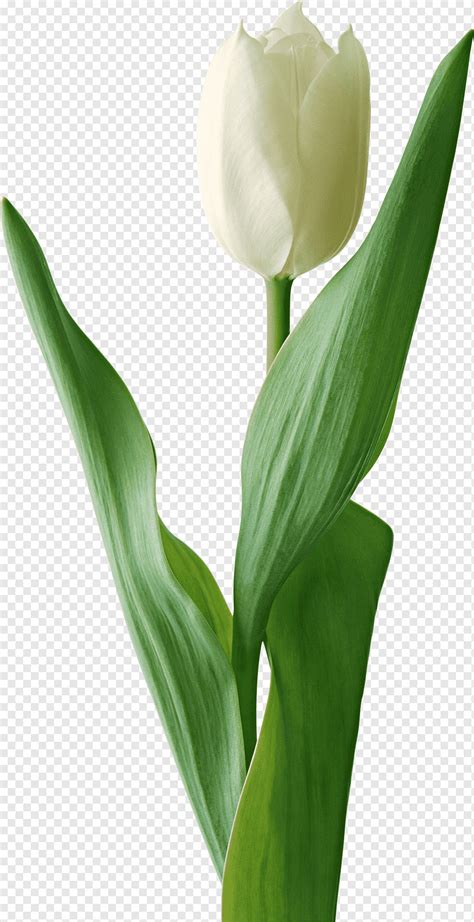 Introduzir 35 Imagem Tulipa Branca Png Br Thptnganamst Edu Vn