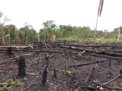 Déforestation illégale en Amazonie triste record de plus de 3 500