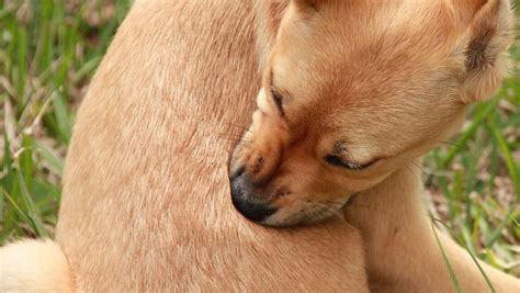 Reducción de precios los Para aumentar que es la sarna en perros y como