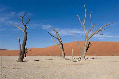 Camel Thorn Trees At Deadvlei During Sunset Over Dunes Namibia