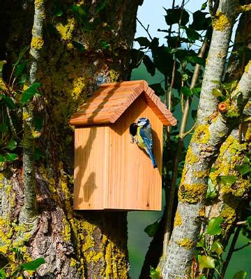 Fabriquer Une Maison En Bois Pour Oiseaux Ventana Blog