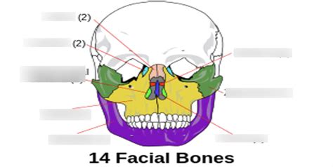 Facial Bones Diagram Quizlet