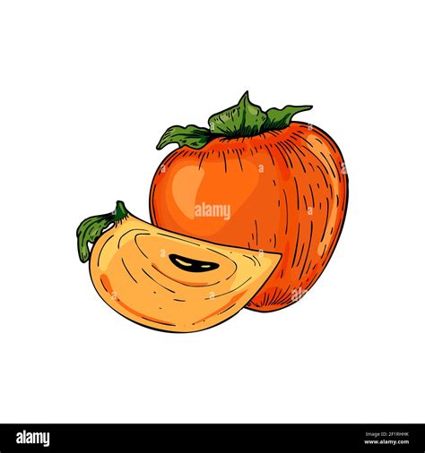 Hand Drawn Persimmon Fruit With A Slice Isolated On White Background