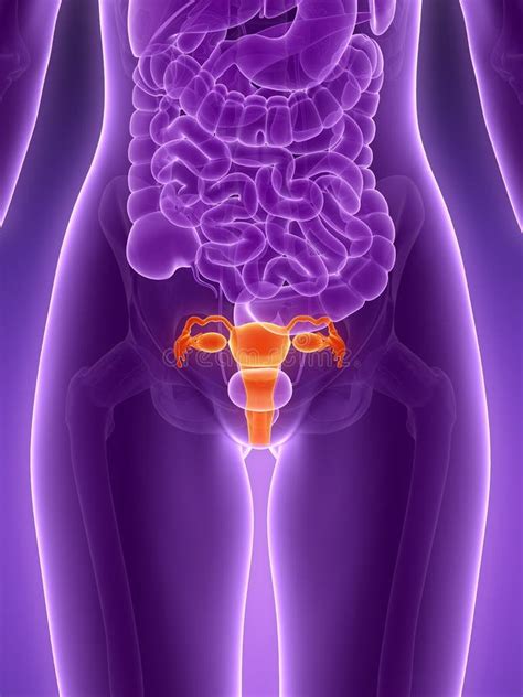 Anatomy Of Female Ovary On Blue Stock Illustration Illustration Of