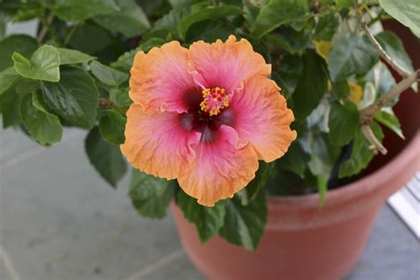 Adentro Eximir Convertir Hibiscus Cuidados Hojas Amarillas Corteza Gran