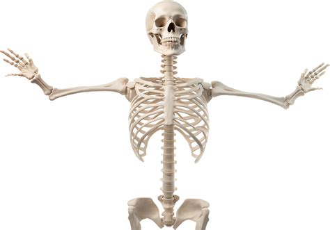Esqueleto Png Con Ai Generado Png