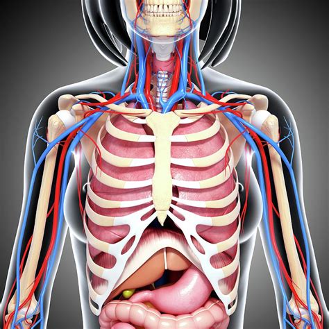 Female Anatomy 334 By Pixologicstudio Science Photo Library