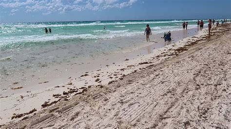 Cómo saber si hay sargazo en las playas de México 2024