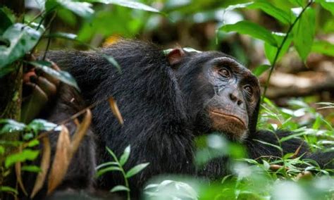 2022 Safari Activities In Kibale Forest National Park Chimpanzee Tours
