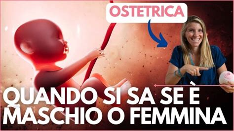 Guida All Ecografia Nei Primi Tre Mesi Per Maschi Actualizado