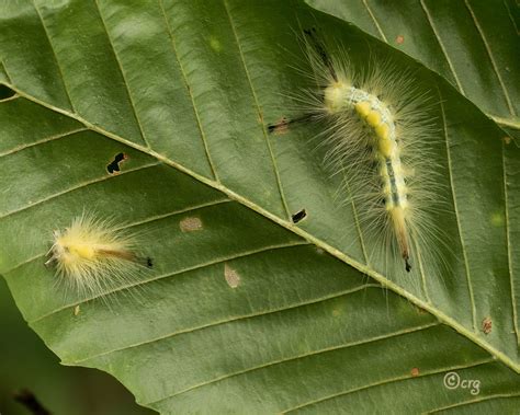 Freshly Molted Definite Tussock Colin Gillette Flickr