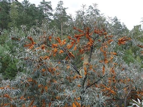 Een Duindoornstruik Kopen Planten En Verzorgen Fruitbomen Net