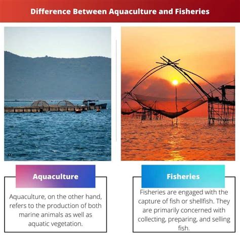 Aquaculture vs pêche différence et comparaison