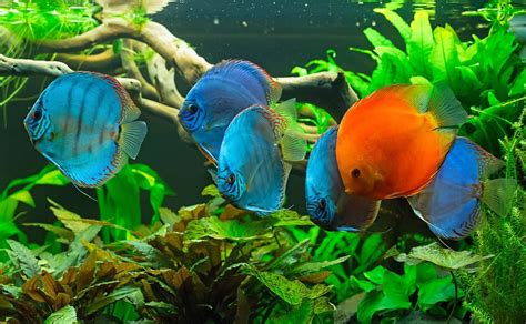 Süßwasser Aquarium Fische Kaufen Fischlexikon