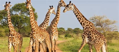 4 Days Akagera National Park Rwanda Akagera National Park Safaris