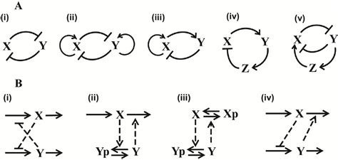 figure 1 from modeling the dynamic behavior of biochemical regulatory networks semantic scholar