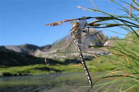 Réf 36589 INSECTA Odonata Aeshnidae Aeshna juncea