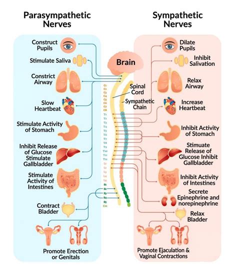 How Hanna Somatics Works Hanna Sound Somatics
