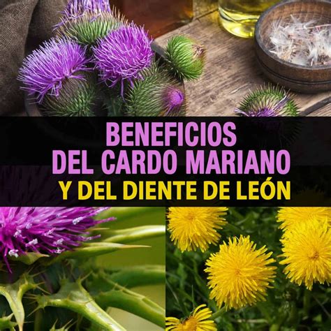 Cardo mariano infusión Beneficios y Propiedades 2019