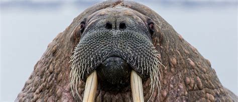 How To Grow A Walrus Moustache And Tame It Philips