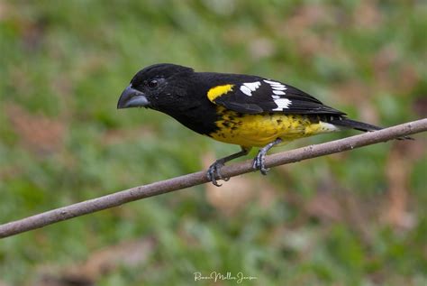 Rey Del Bosque Pheucticus Aureoventris Ecoregistros