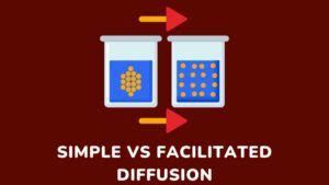 Simple Vs Facilitated Diffusion Similarities Differences And
