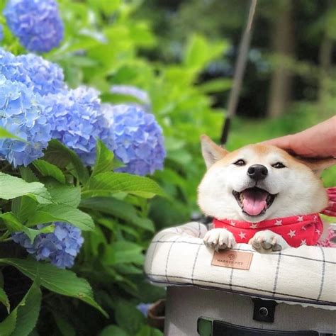 柴犬チャーミー on Twitter2023 動物ミーム 柴犬 可愛すぎる動物