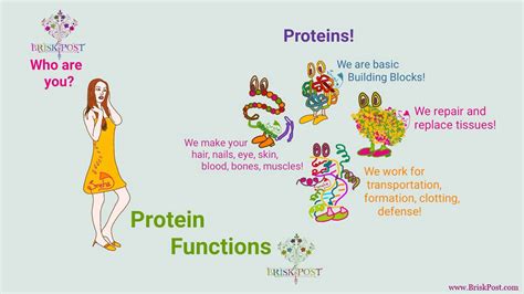 Important Protein Functions You Need To Know