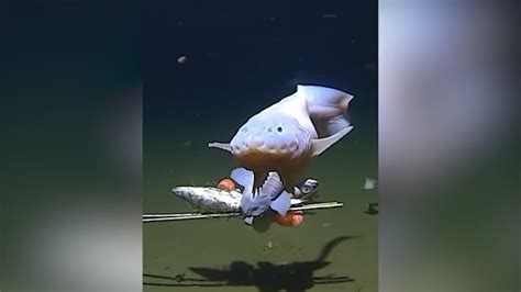 Say Hello To The Deepest Fish Ever Filmed YouTube