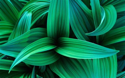 Green Leaves Wallpapers Top Những Hình Ảnh Đẹp