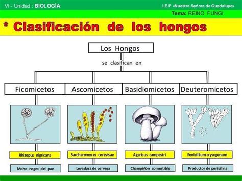Realiza Un Mapa Conceptual Sobre Los Hongos Es Del Reino Fung
