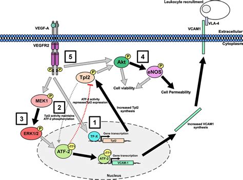 Schematic Showing A Role For Tpl2 In Endothelial Function The Cellular