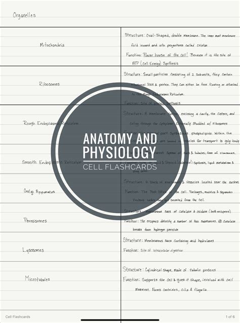 Anatomy Physiology PDF Flash Cards Cells Etsy