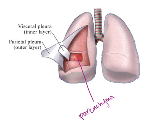 Pleural Effusion Flashcards Quizlet