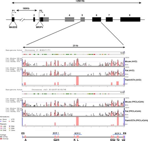 identification of conserved non coding sequences cns in intron 5 of download scientific