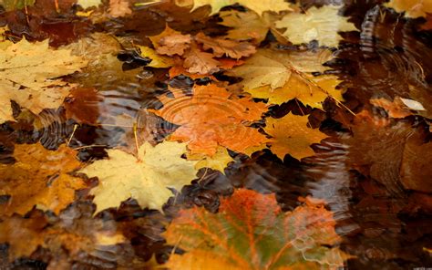 Autumn Leaf Water Wallpapers Wallpaper Cave