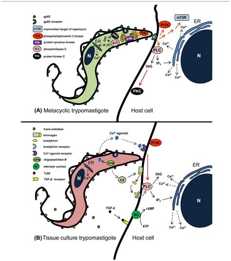 Types Of Signaling Pathways