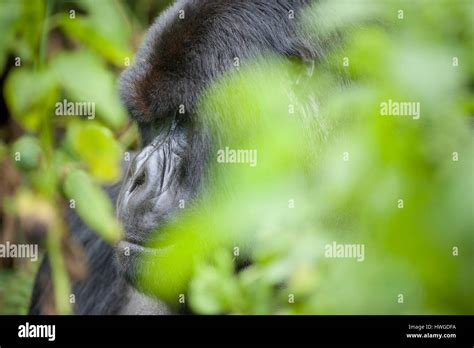 Berggorillas Gorilla Berengei Berengei Trekking Im Volcanoes