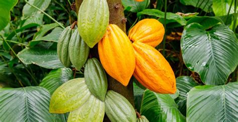 Côte dIvoire Le prix du kg de cacao fixé à 825 Fcfa Lemondeactuel